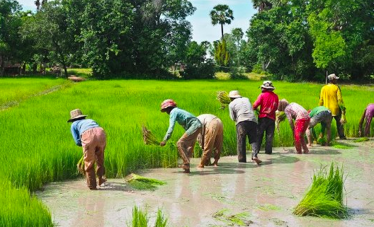 Cambodia - Drought weighs heavily on rice farmers in Siem Reap - Newswire